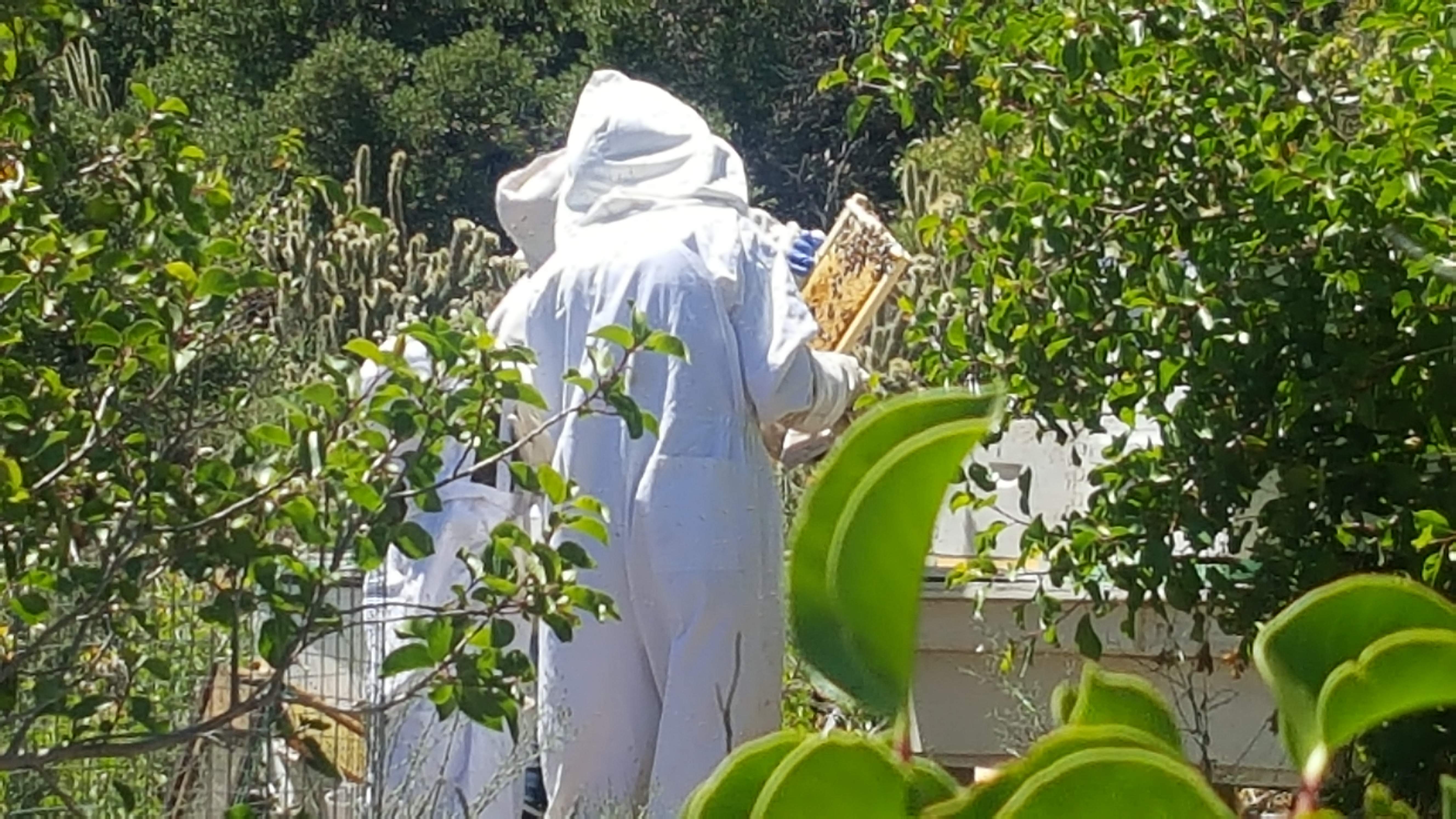 San Diego Local Honey | A Guide to the Best Blossoms & Varieties ...